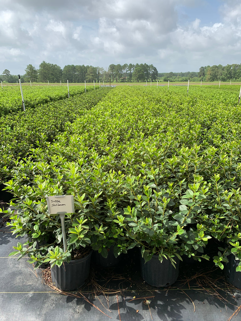 Judge Solomon Azalea – michaelsnursery