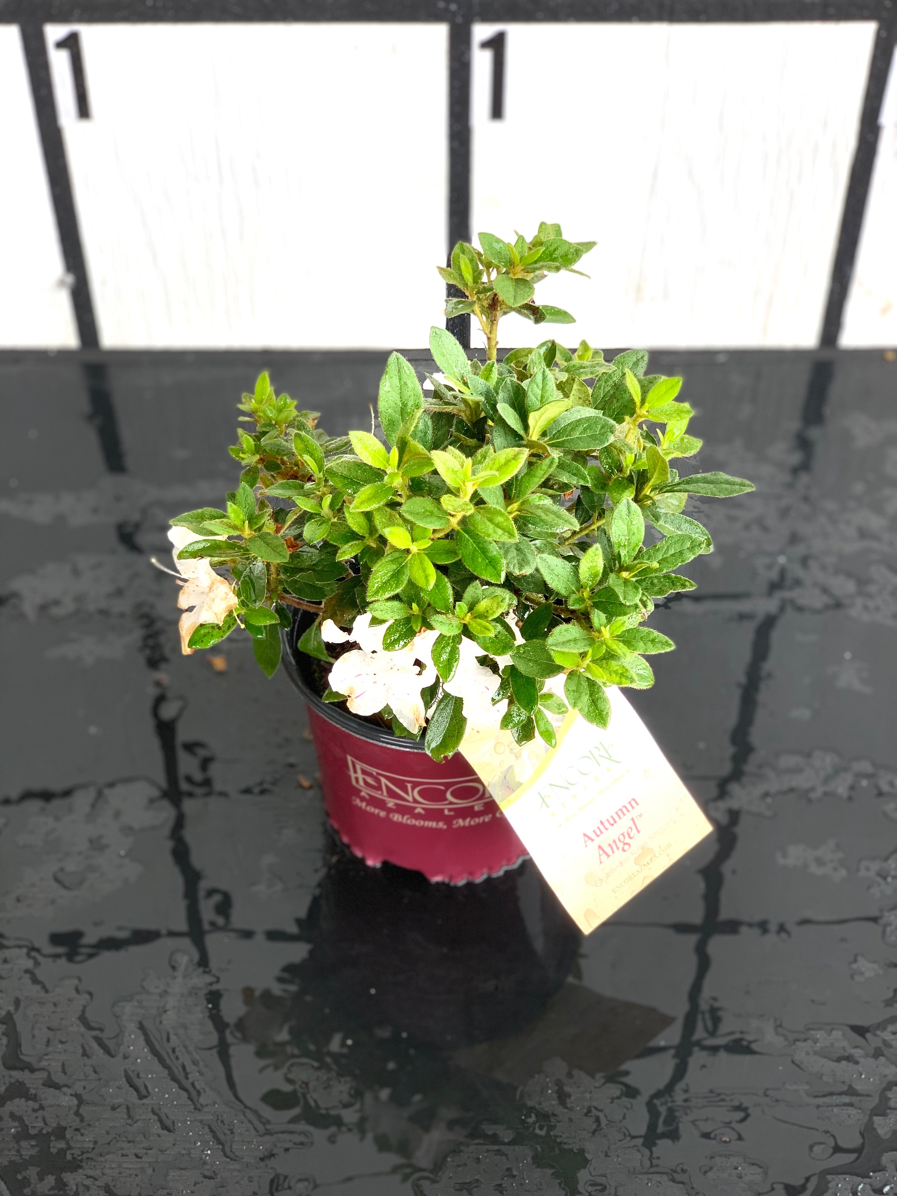 Products – michaelsnursery