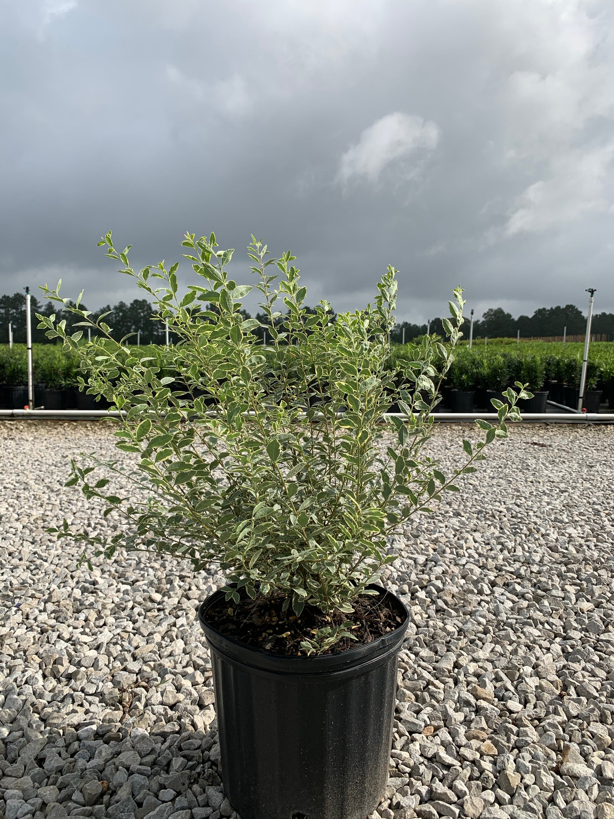 Variegated Privet – michaelsnursery