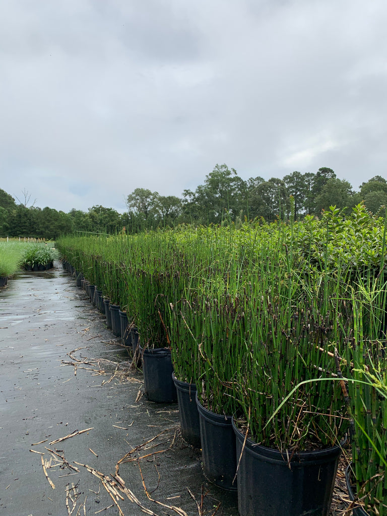 Horse Tail Reed – michaelsnursery