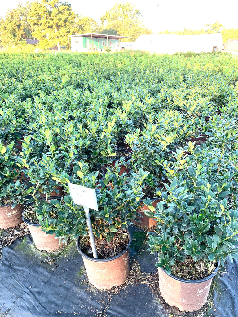 Robin Holly – michaelsnursery