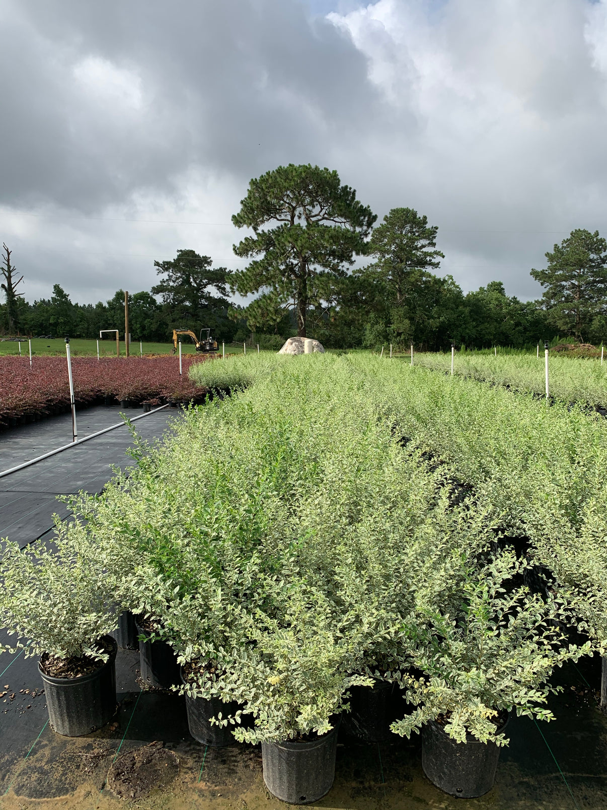 Variegated Privet – michaelsnursery