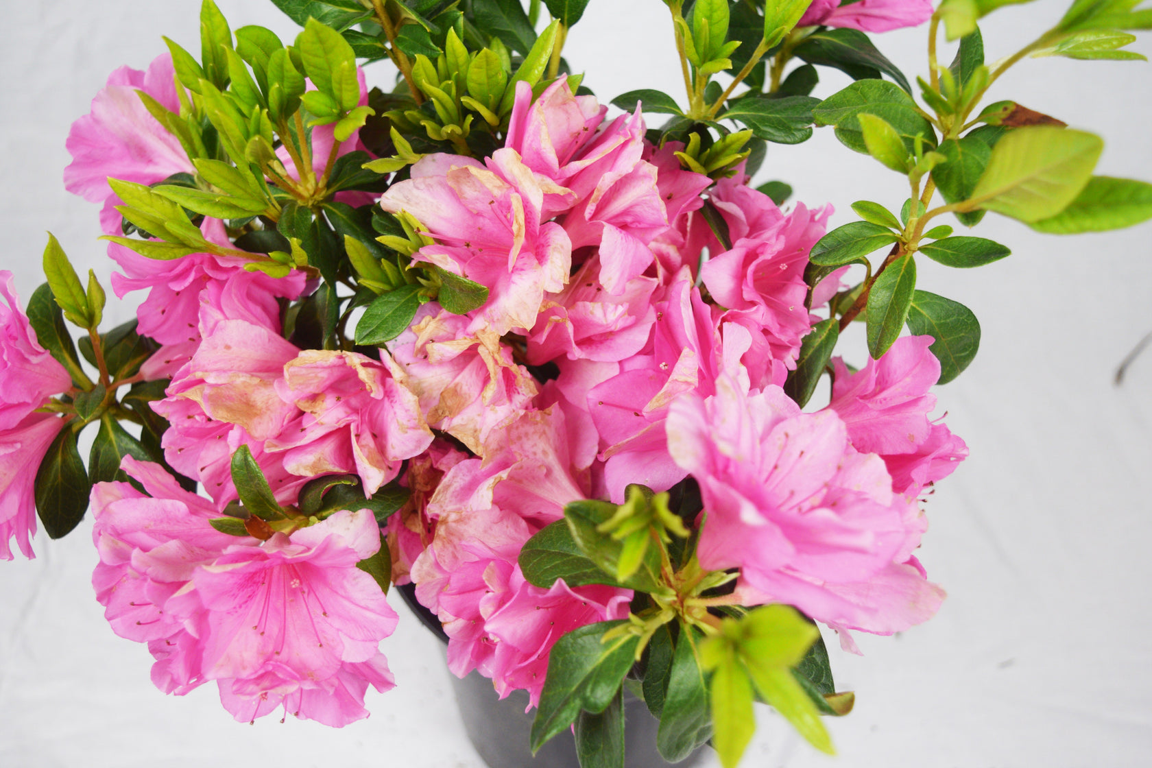 Pink Ruffle Azalea – michaelsnursery