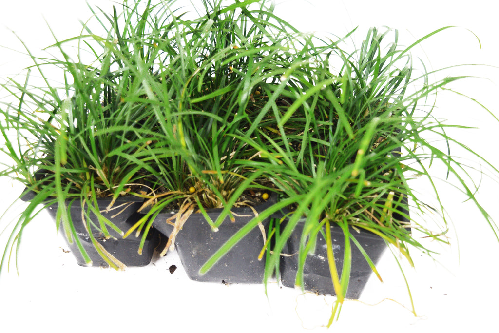 Regular Mondo Grass – michaelsnursery