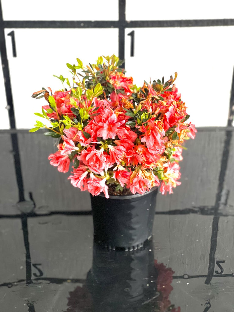 Fashion Azalea – michaelsnursery