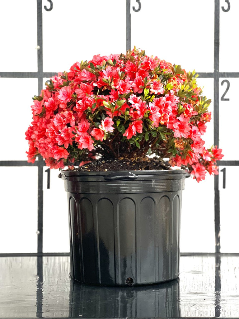 Fashion Azalea – michaelsnursery